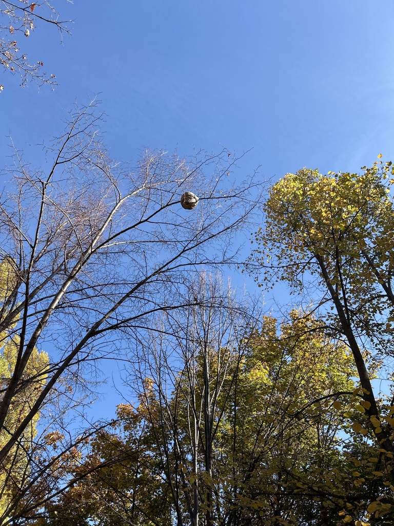 Aerial Yellowjackets from University of Idaho Golf Course, Moscow, ID ...