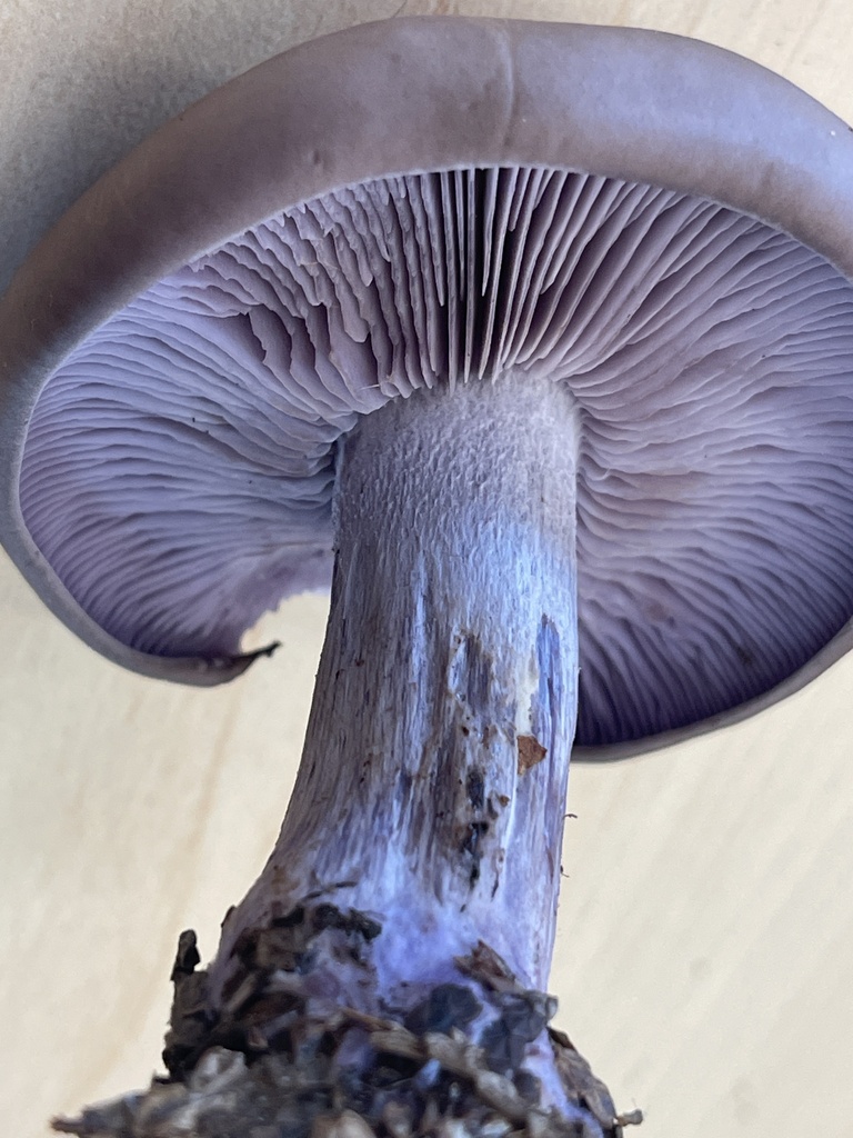 Blewit from University Of Victoria, Saanich, BC, CA on October 24, 2024 ...