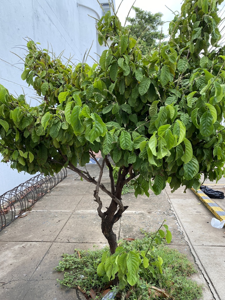 Coccoloba acuminata from Carrera 10, Riohacha, La Guajira, CO on ...