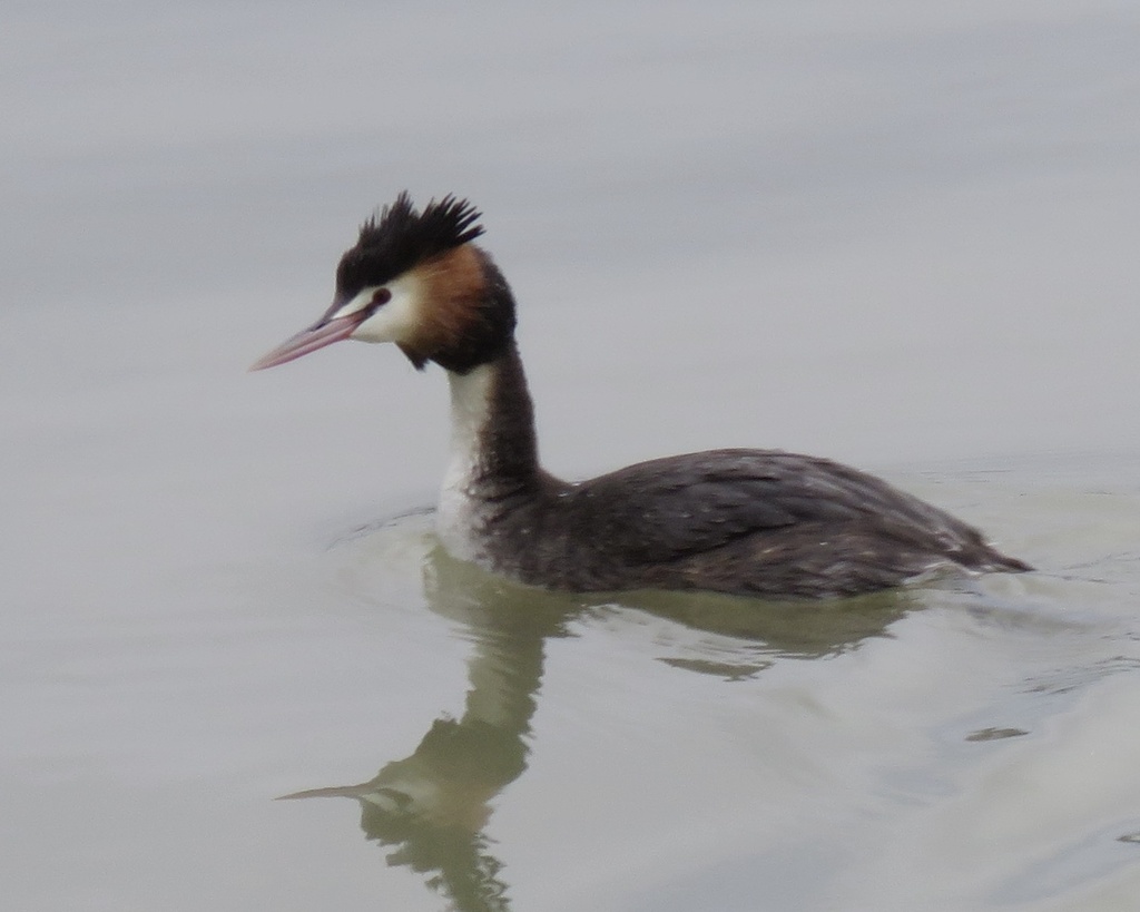 Great Crested Grebe from Murray River, Younghusband, SA, AU on October ...