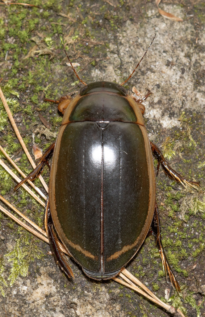 Vertical Diving Beetle in October 2024 by Owen Ridgen · iNaturalist