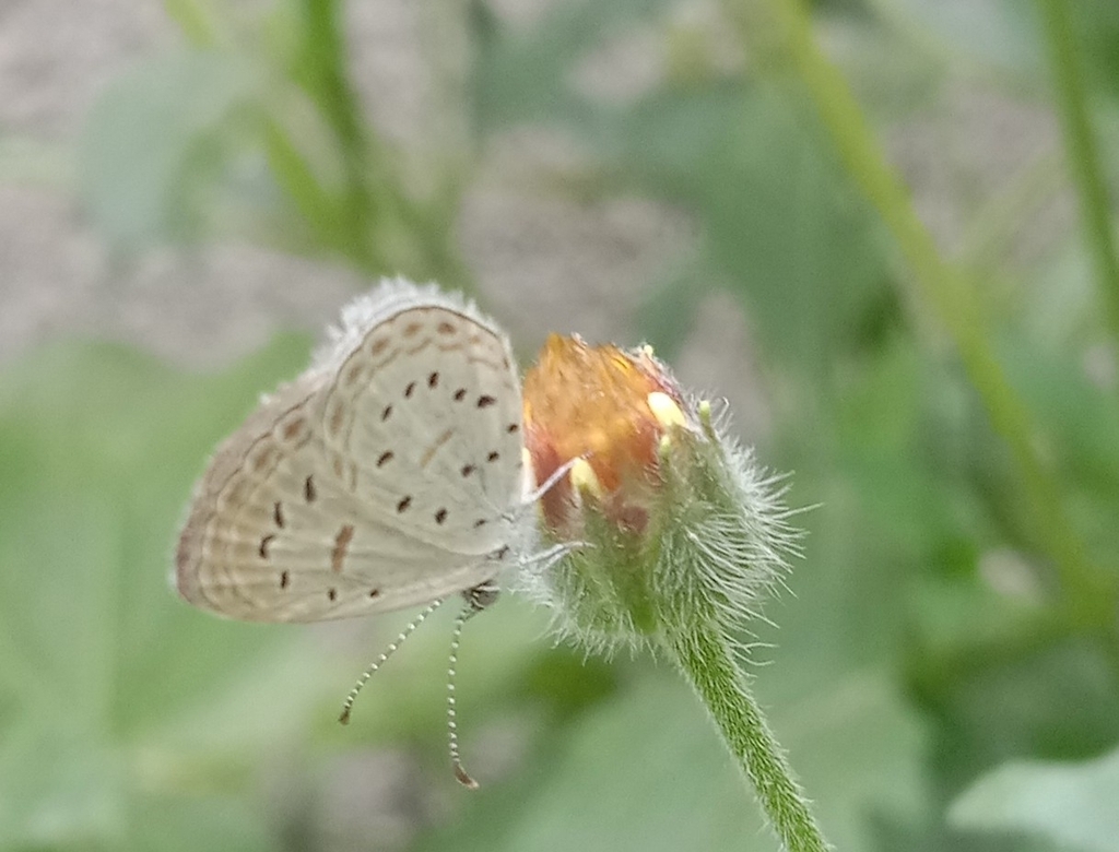 Tiny Grass Blue from 27/17, Rostrevor Garden, Teynampet, Chennai, Tamil ...