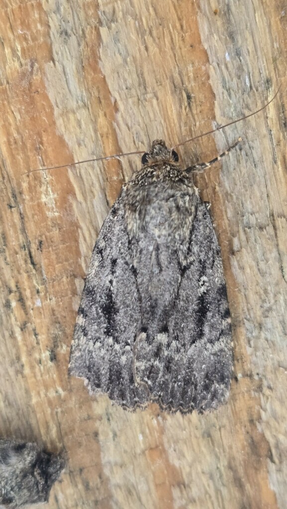 Eurasian Copper Underwing from 5472 1 Kastel, Bulgaria on October 25 ...