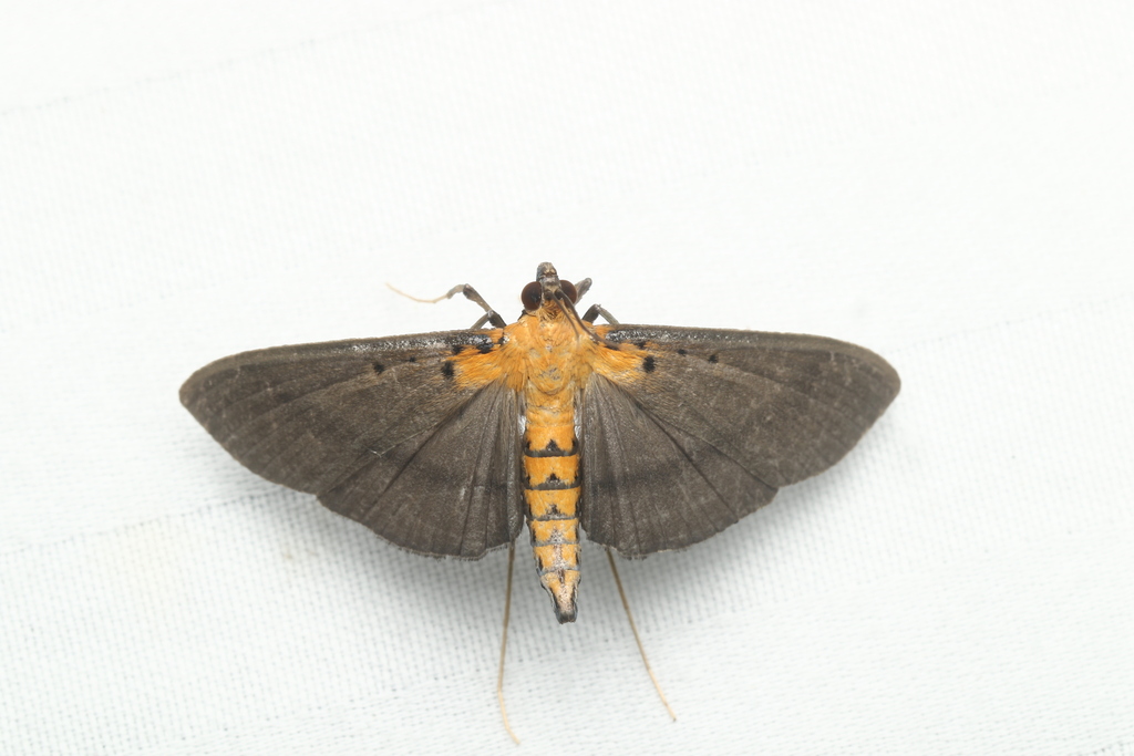 Filodes fulvidorsalis from Lakkidi, Kunnathidavaka, Kerala 673576 ...