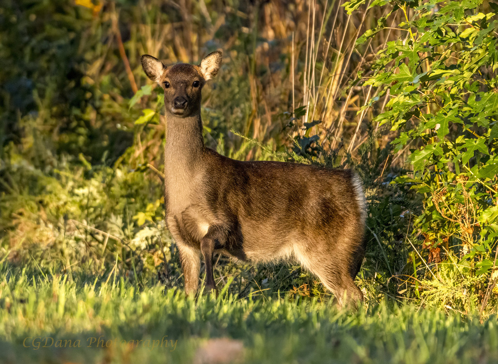 Sika Deer from 2145 Key Wallace Dr, Church Creek, MD 21622, USA on ...