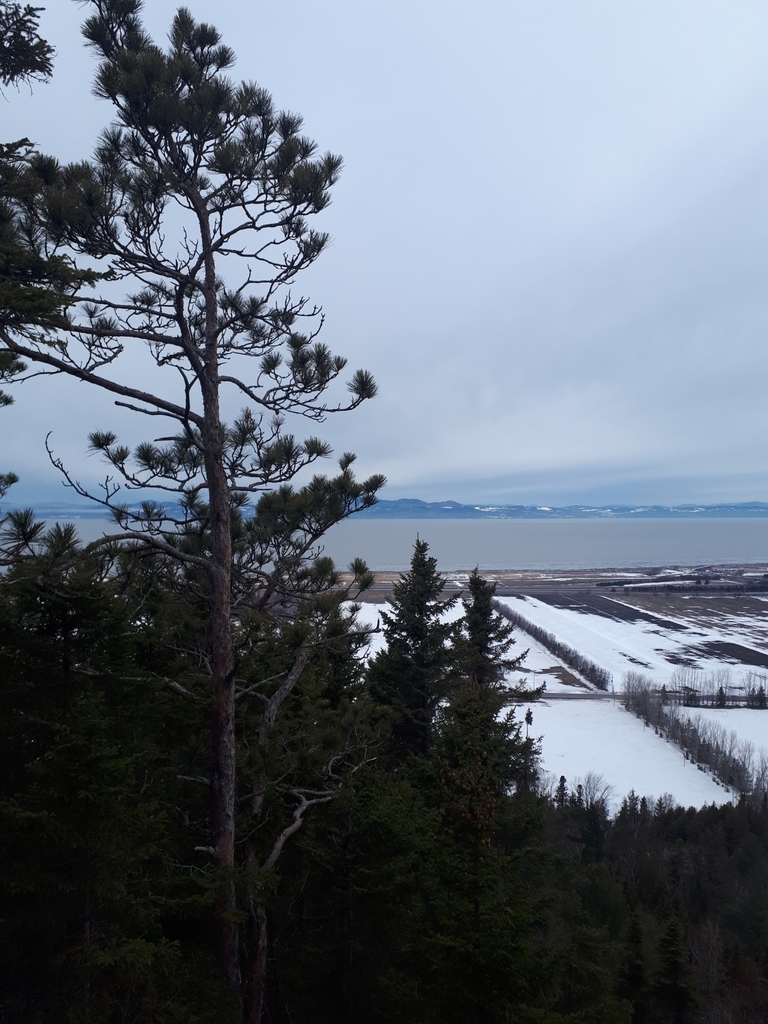 red pine from La Pocatière, QC G0R 1Z0, Canada on April 12, 2019 at 02: ...