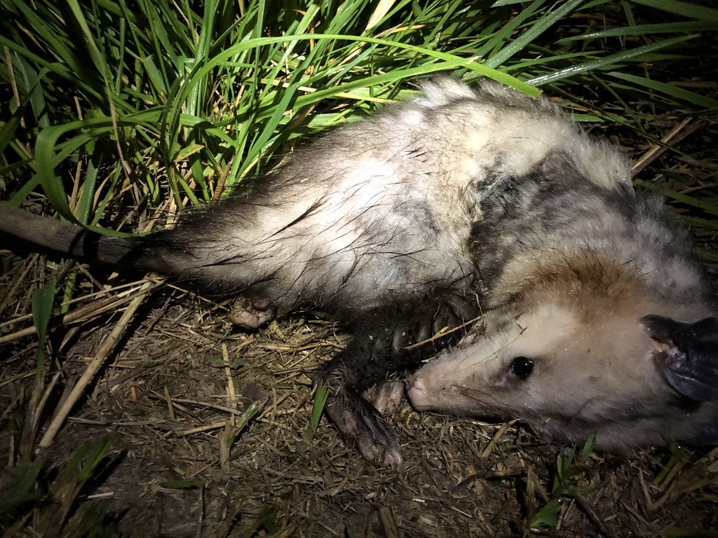 Virginia Opossum from 201–299 N Roby Farm Rd, Rocheport, MO, US on July ...