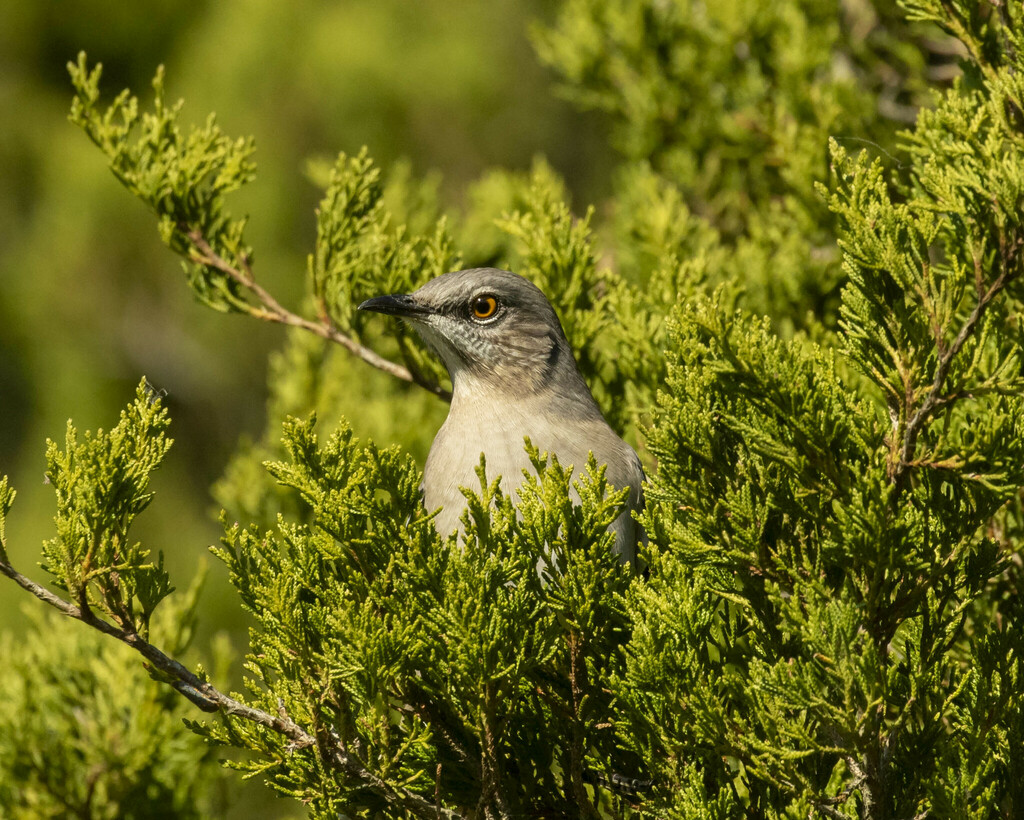 Northern Mockingbird from Calvert County, MD, USA on October 24, 2024 ...