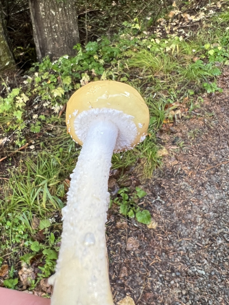 Questionable Stropharia from Idaho Panhandle National Forest, Coeur d ...