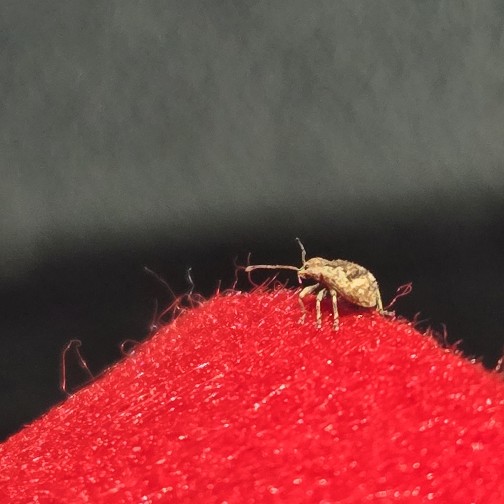 Peach Root Weevil from New Egypt, Plumsted, NJ, USA on October 25, 2024 ...