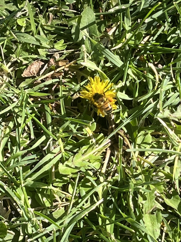 Western Honey Bee from Naval Air Weapons Station, Ridgecrest, CA, US on ...