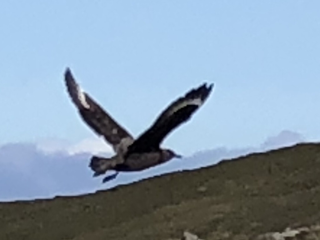 Great Skua from Nolsoy, , Faroe Islands, FO on July 9, 2019 at 03:25 PM ...