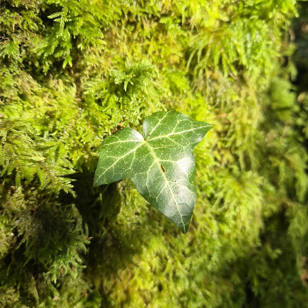 common ivy from Lydford Gorge Main Entr, Okehampton EX20 4BH, UK on ...