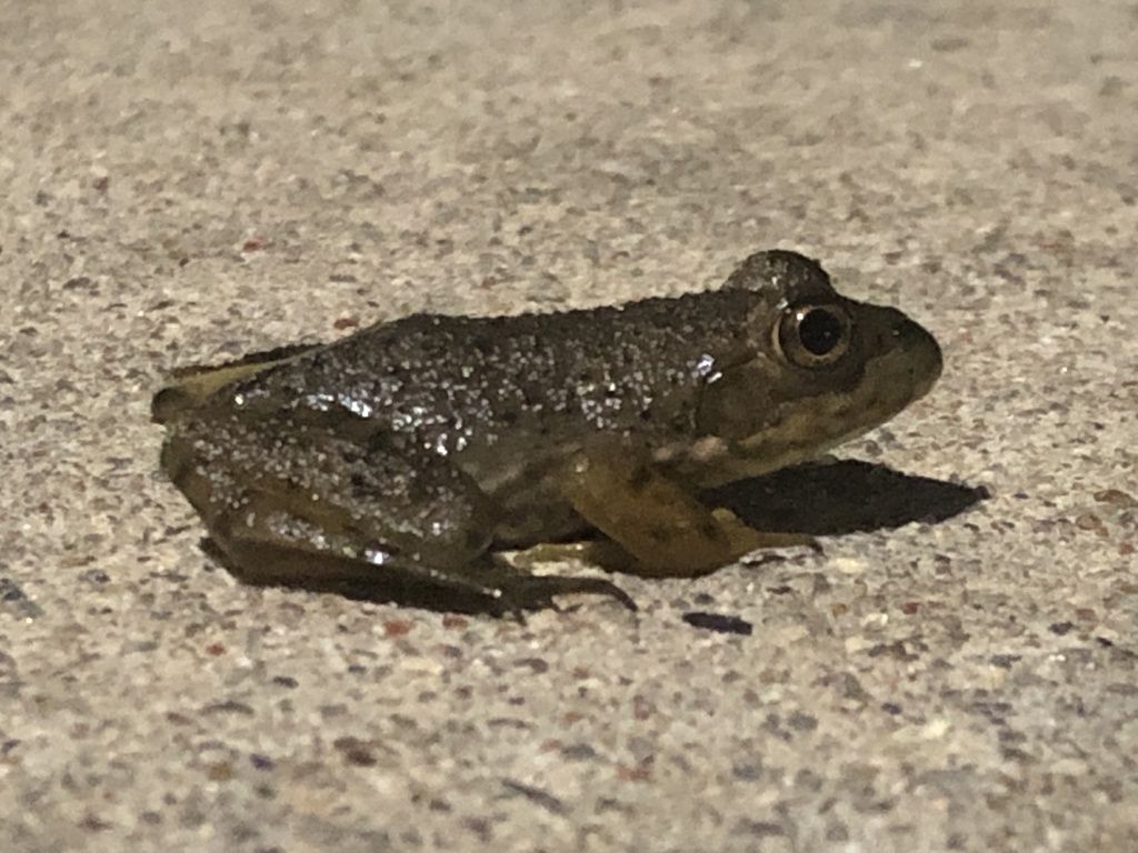 American Bullfrog from W 26th St, Joplin, MO, US on September 23, 2024 ...
