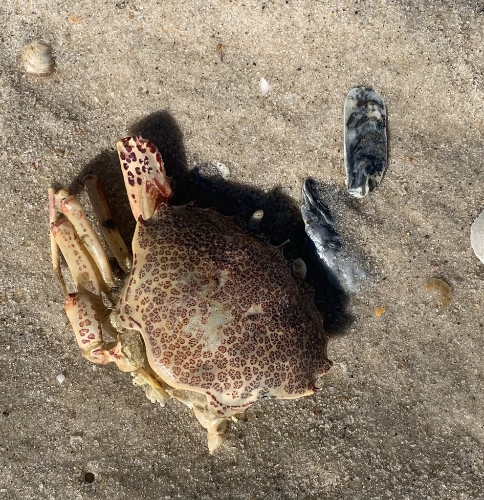 Lady Crab from North Atlantic Ocean, Babylon, NY, US on October 25 ...