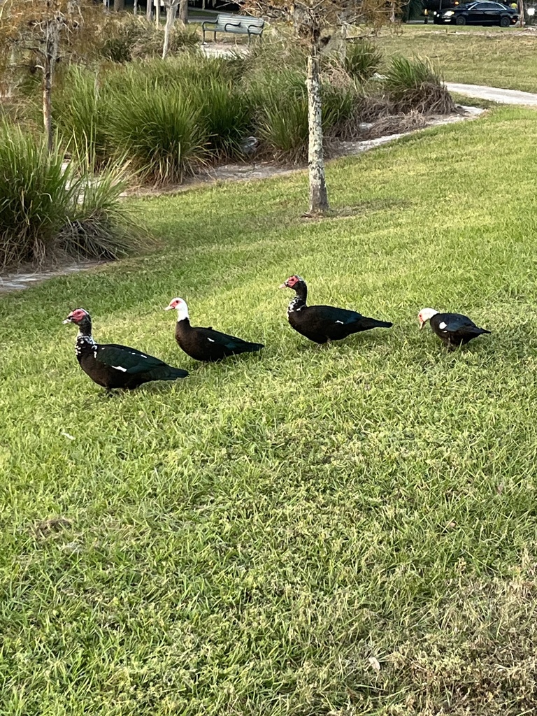 Domestic Muscovy Duck from Butler Plaza North, Gainesville, FL, US on ...