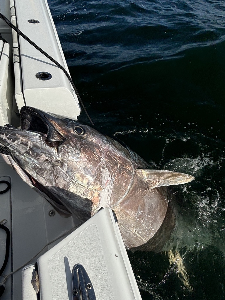 Atlantic Bluefin Tuna from North Atlantic Ocean, US on October 23, 2024 ...