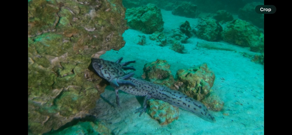 Taylor's Salamander from Laguna Alchichica, Tepeyahualco, Pue., MX on ...