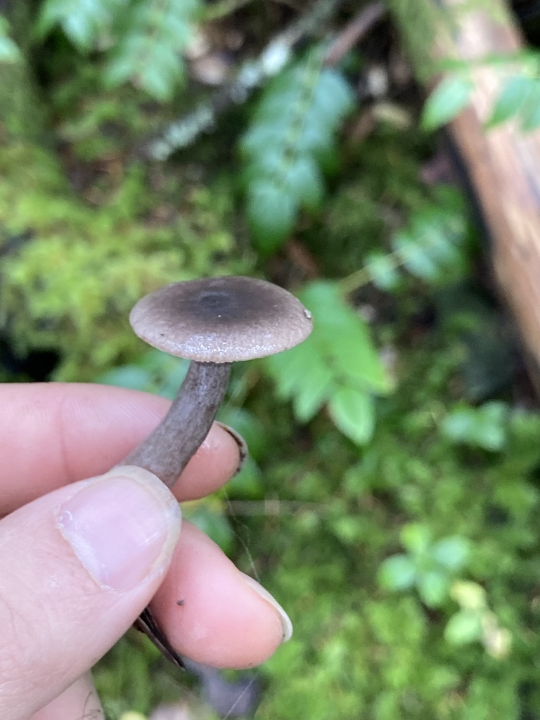 Gray-stemmed Milk Cap from Squamish-Lillooet, BC, CA on October 25 ...