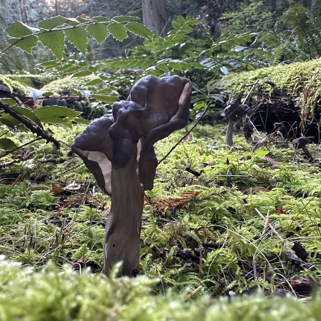 Western Black Elfin Saddle from Nanaimo Military Rifle Range, Nanaimo ...