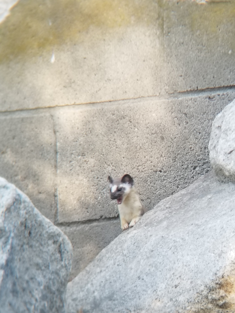 Long-tailed Weasel from Kit Carson Park on October 19, 2024 at 10:06 AM ...