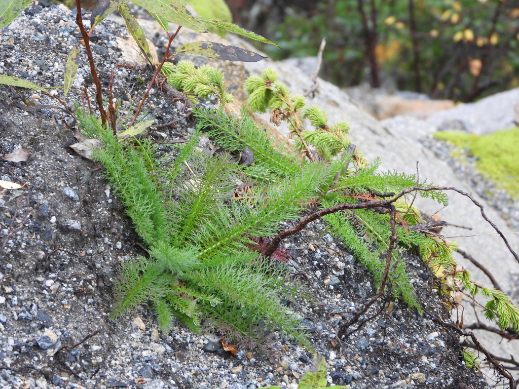common yarrow from Skagway, Alaska 99840, EE. UU. on October 9, 2024 at ...