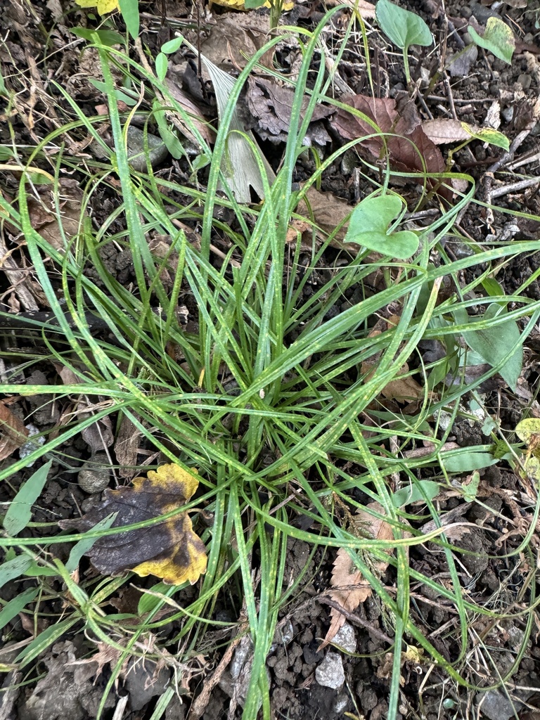 Dwarf Lily-turf from 東京農工大学 小金井キャンパス, 小金井市, 東京都, JP on October 26, 2024 ...