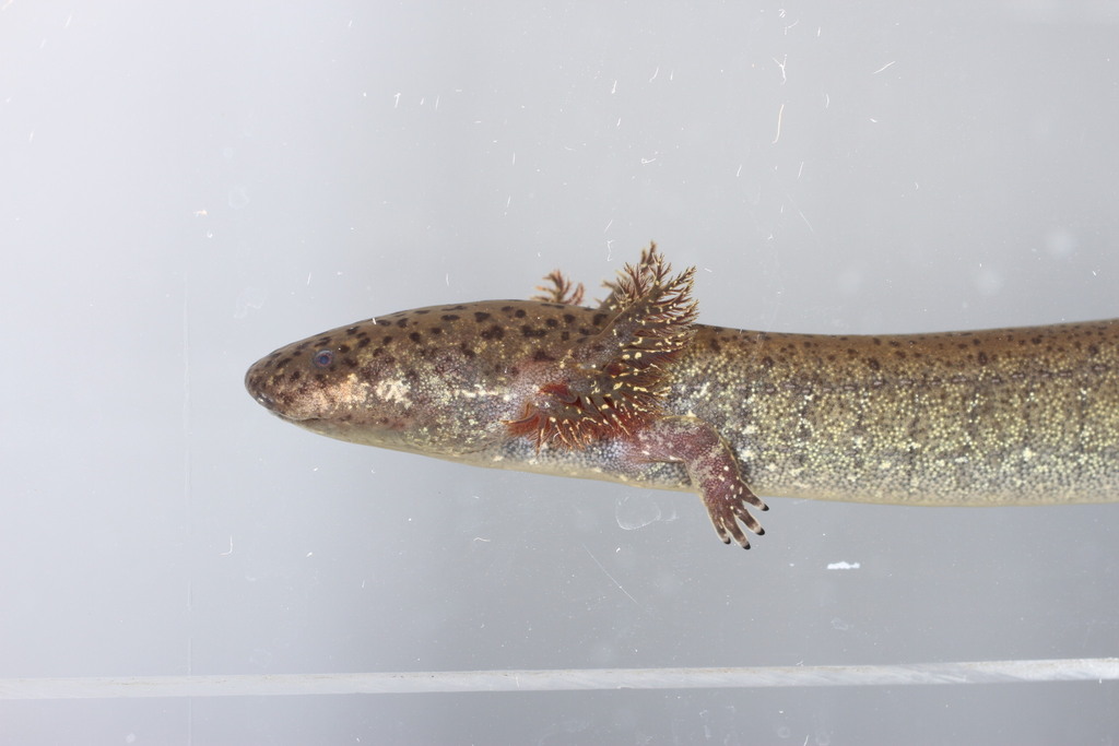 Lesser Siren in June 2019 by Matthew Fedler · iNaturalist