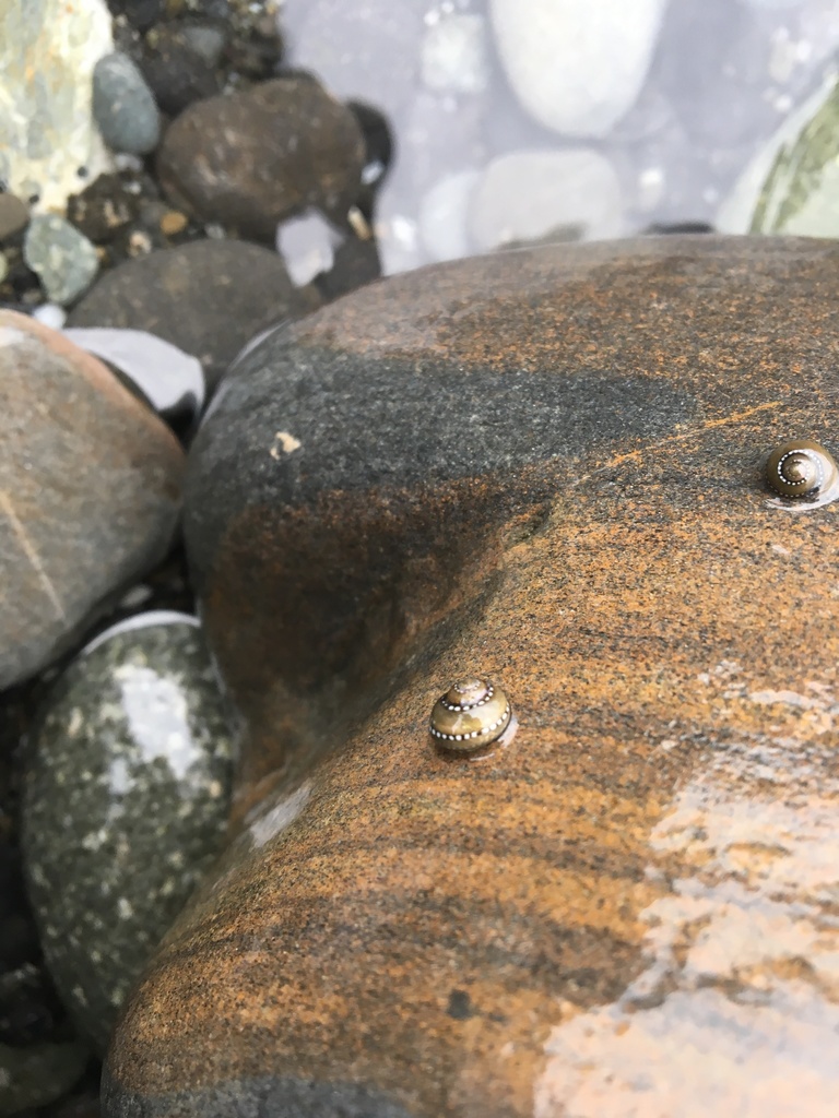 Diloma piperinum from 台灣台東縣 on April 26, 2019 at 03:28 PM by 陳映均 · iNaturalist