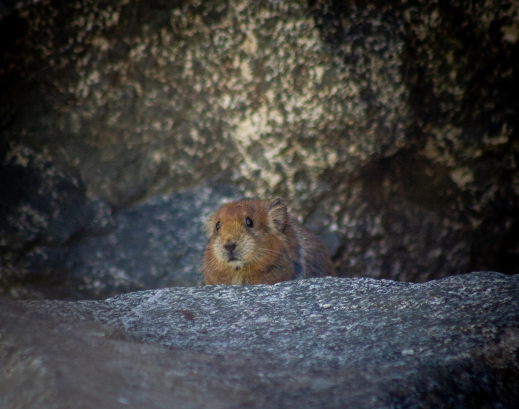 Himalayan Pika from Sagayon, Kohistan, Khyber Pakhtunkhwa, Pakistan on ...