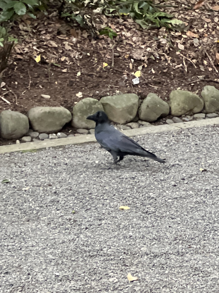 Large-billed Crow from Meiji Jingu, Shibuya, Tokyo, JP on October 16 ...