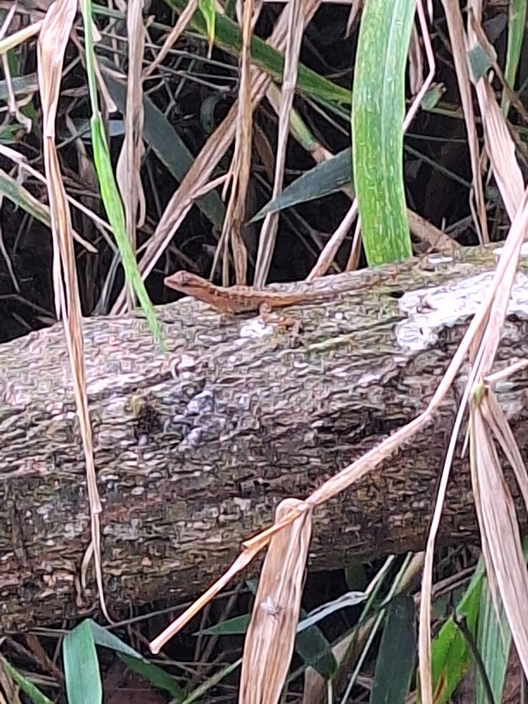 Border Anole from Apartadó, Antioquia, Colombia on October 26, 2024 at ...