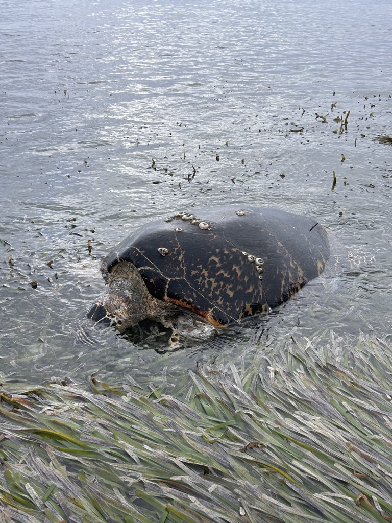 Hawksbill Sea Turtle in October 2024 by Nicholas Lee. Found dead west ...