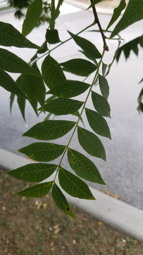 pecan from Hamilton County, US-TN, US on July 10, 2019 at 02:08 PM by ...