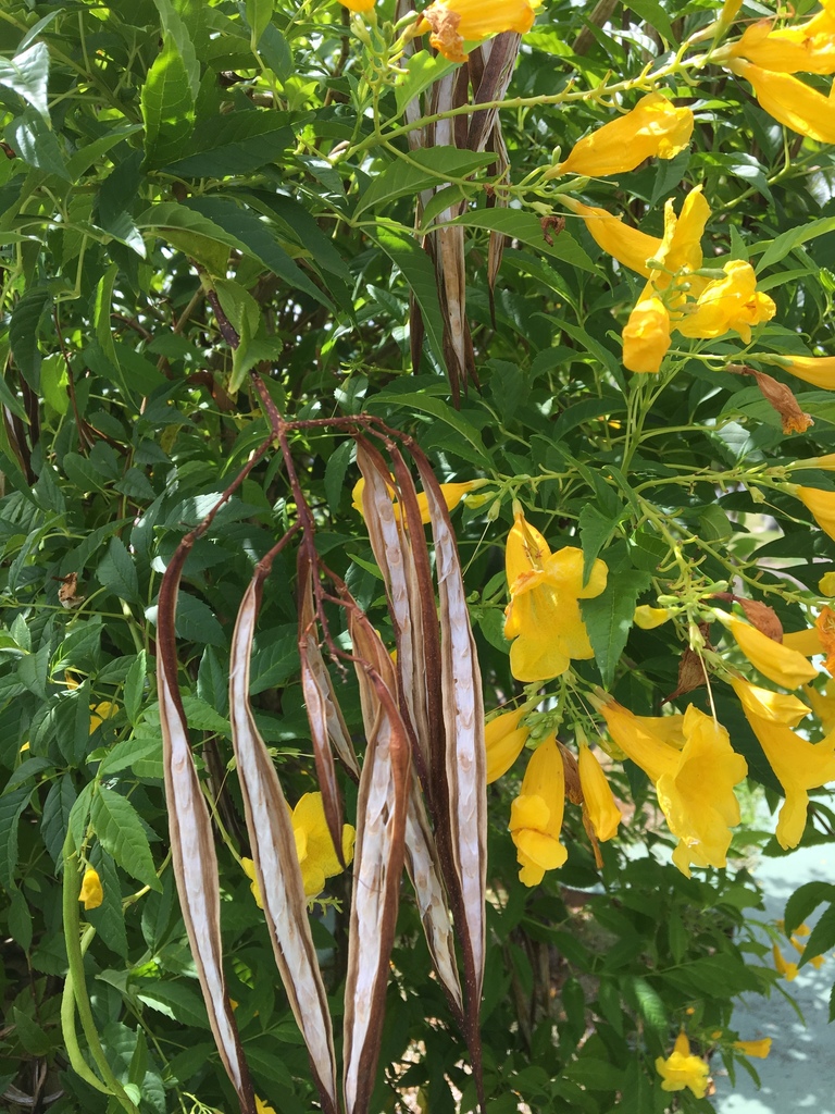 yellow trumpet flower from K1–K100 Calle Turey, Caguas, PR, US on July ...