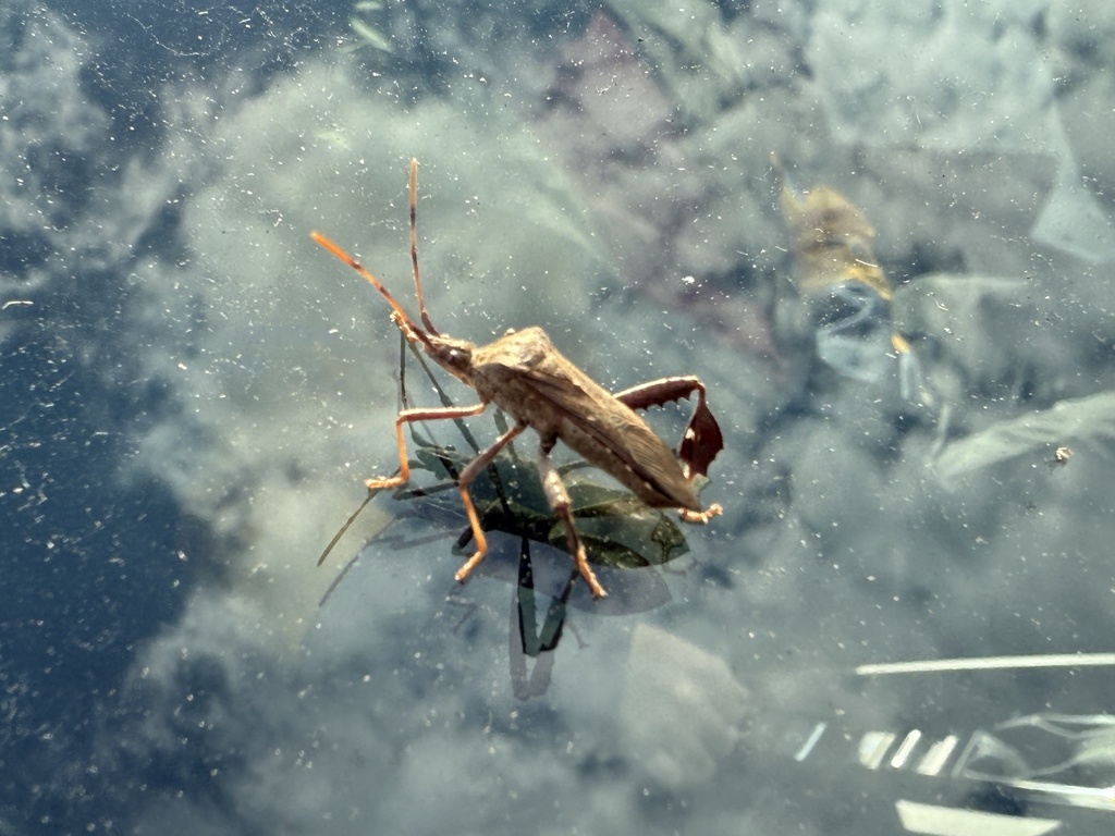 Northern Leaf-footed Bug from W Rosemary St, Chapel Hill, NC, US on ...