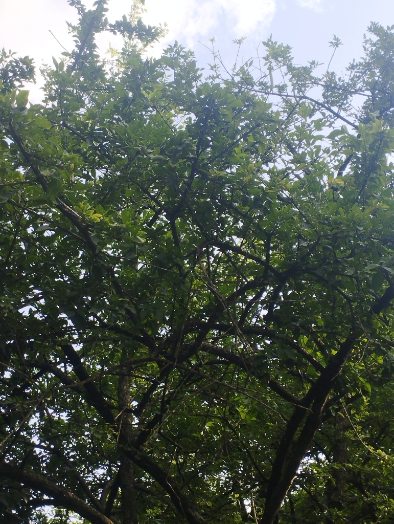 cuachilote from Cuauhtemoc, Cdad. Valles, S.L.P., México on October 26 ...