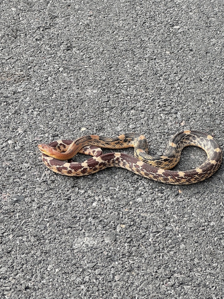 Mexican Bull Snake from NL19, General Zaragoza, N.L., MX on October 26 ...