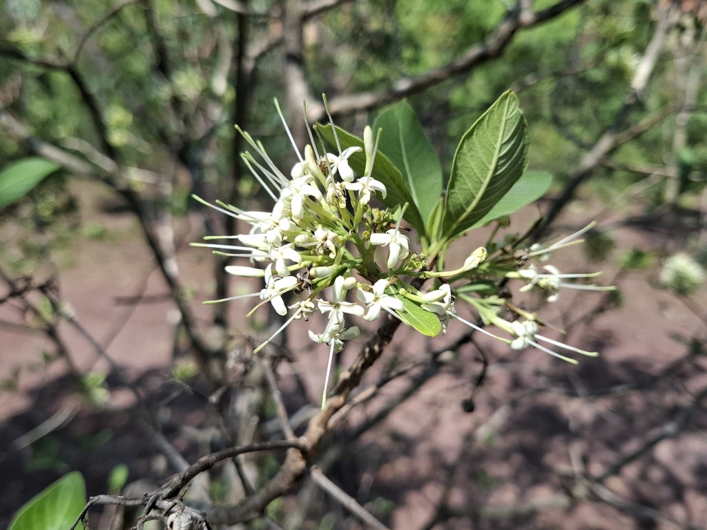 dicots from Douglas-Daly NT 0822, Australia on October 26, 2024 at 02: ...