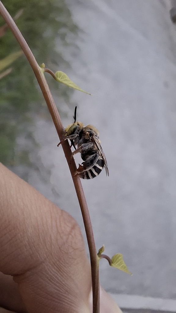 California Digger Bee from Parques Diamante, 66023 Los Parques, N.L ...