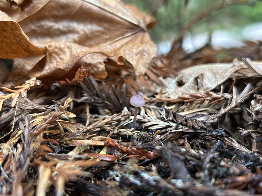 purple-edge bonnet in October 2024 by Philip Dekat. CA24-01430 Noticed ...