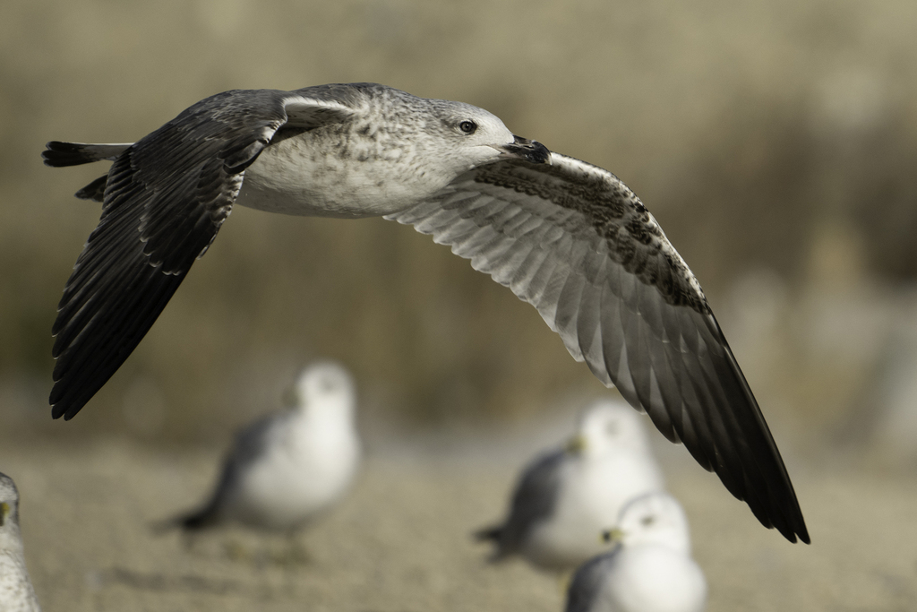 Lesser Black-backed Gull from Portage la Prairie Regional Landfill, MB ...
