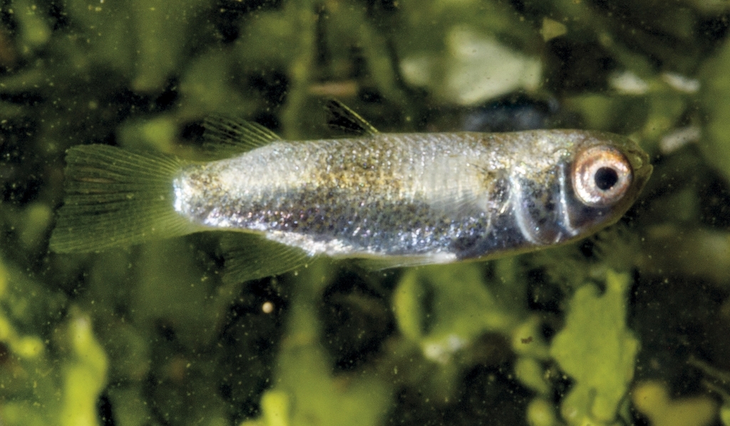 Squaretail Mullet from 7CR8+WFM, Pā'ea, French Polynesia on October 26 ...