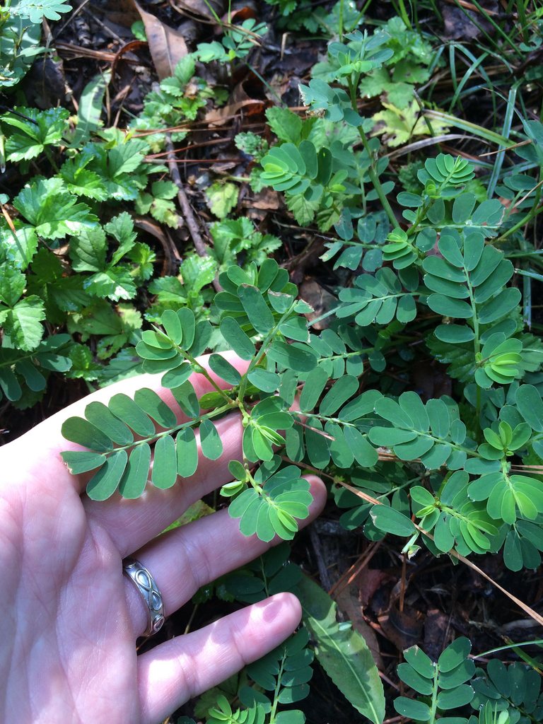 (Phyllanthus urinaria urinaria) - Botanical Realm