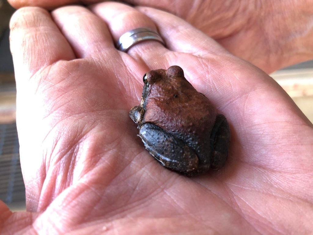 Natal sand frog from Groot Marico, 2850, South Africa on October 26 ...