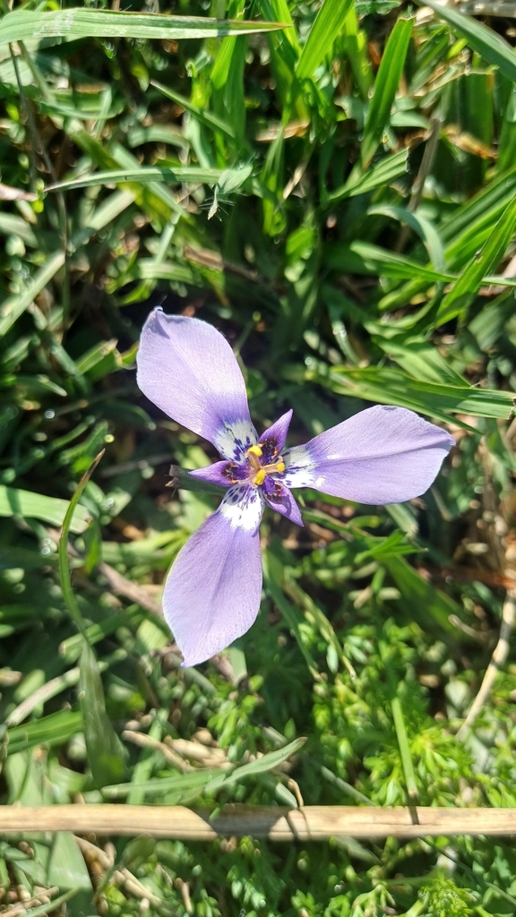 Prairie Nymph from Barra do Quaraí, RS, Brasil on October 12, 2024 at ...