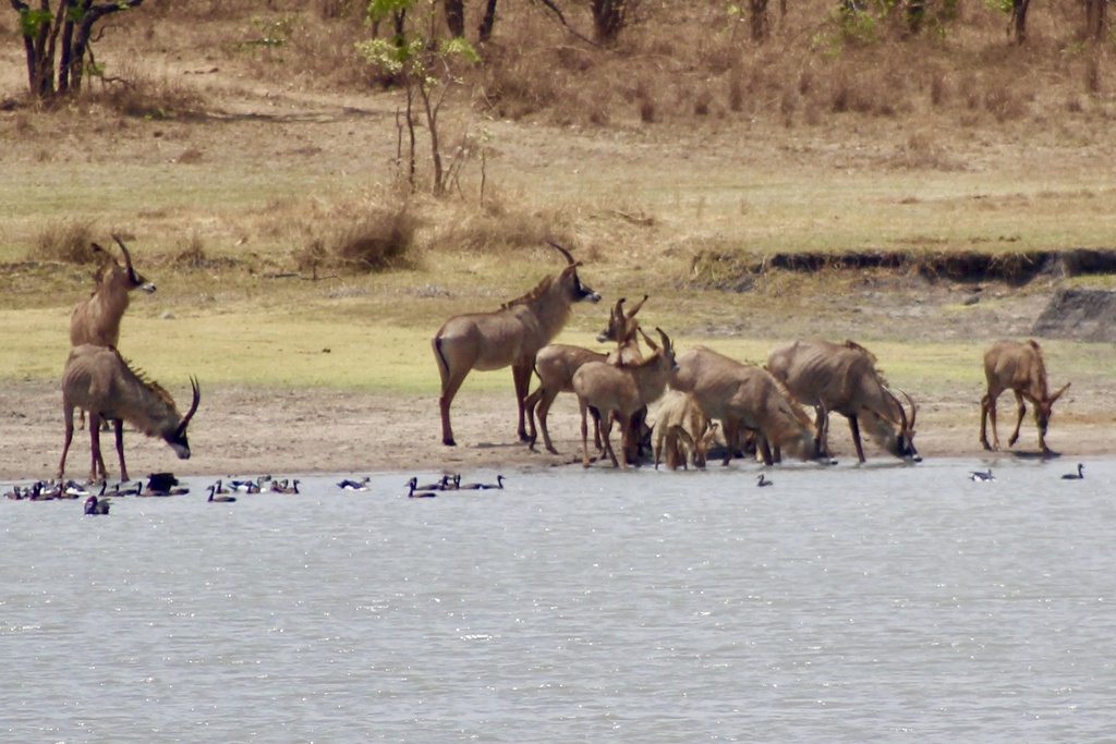 Southern Roan Antelope from Kasungu, MW on October 23, 2024 at 11:46 AM ...