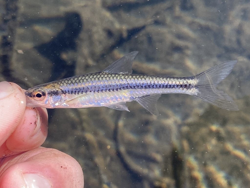 Blackchin Shiner from CTH-J, East Troy, WI, US on October 27, 2024 at ...
