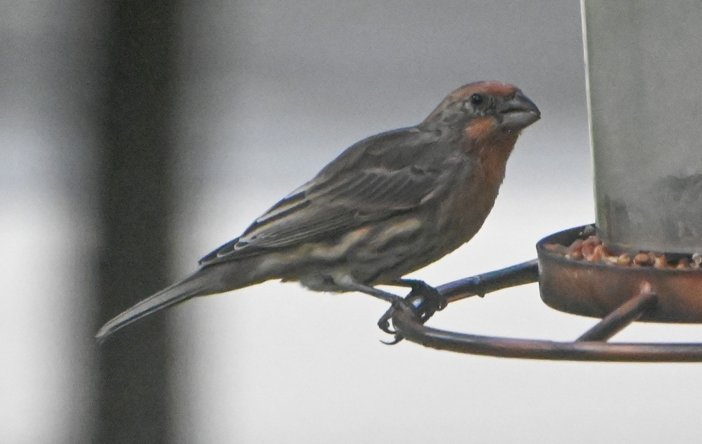 House Finch from River Oaks, Fort Lauderdale, FL, USA on October 21 ...