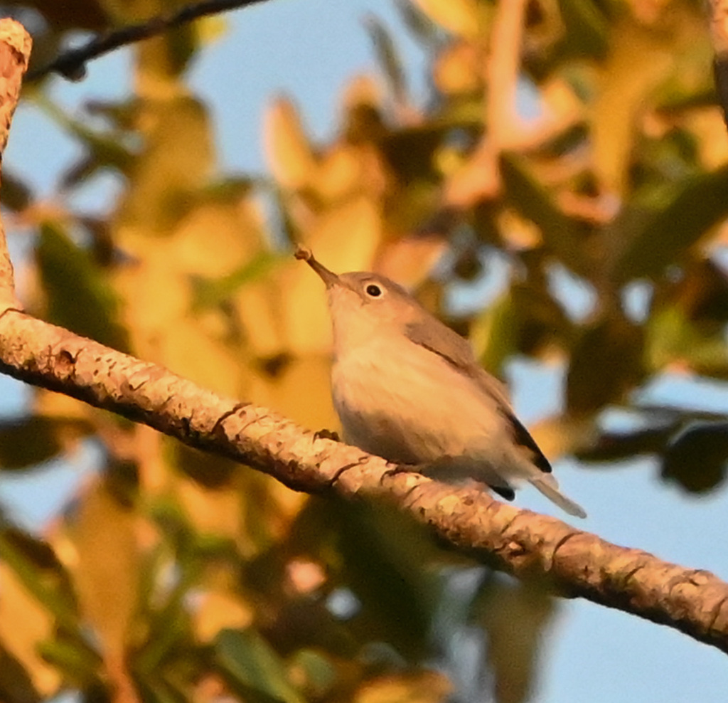 Blue-gray Gnatcatcher from Coral Terrace, FL, USA on October 26, 2024 ...